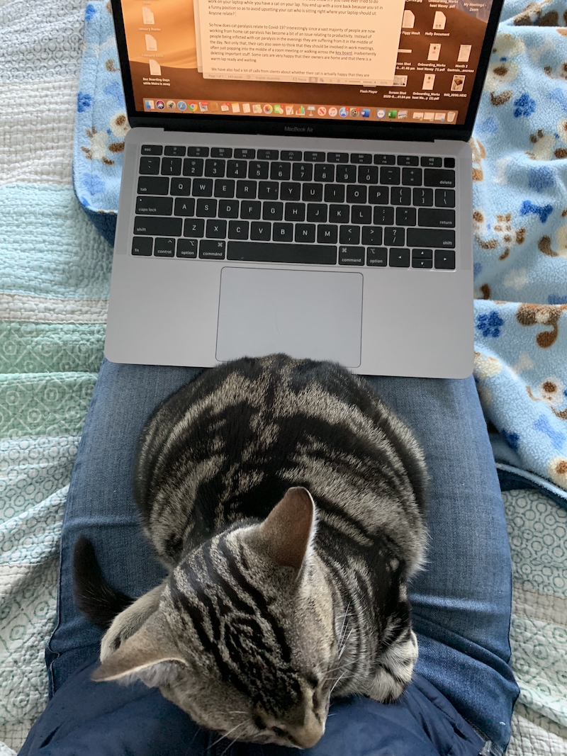 Feline Paralysis & Covid-19 - The Cat Clinic